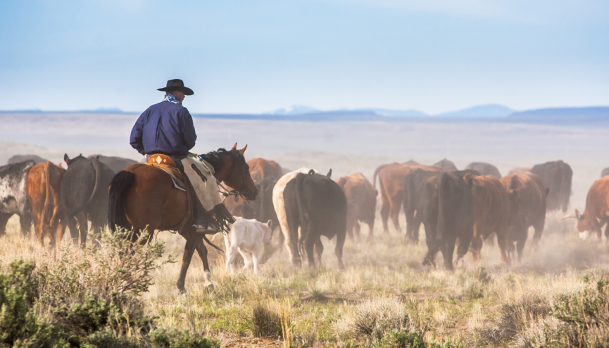 204+ Creative Ranch Names for Your Business - Nichehacks